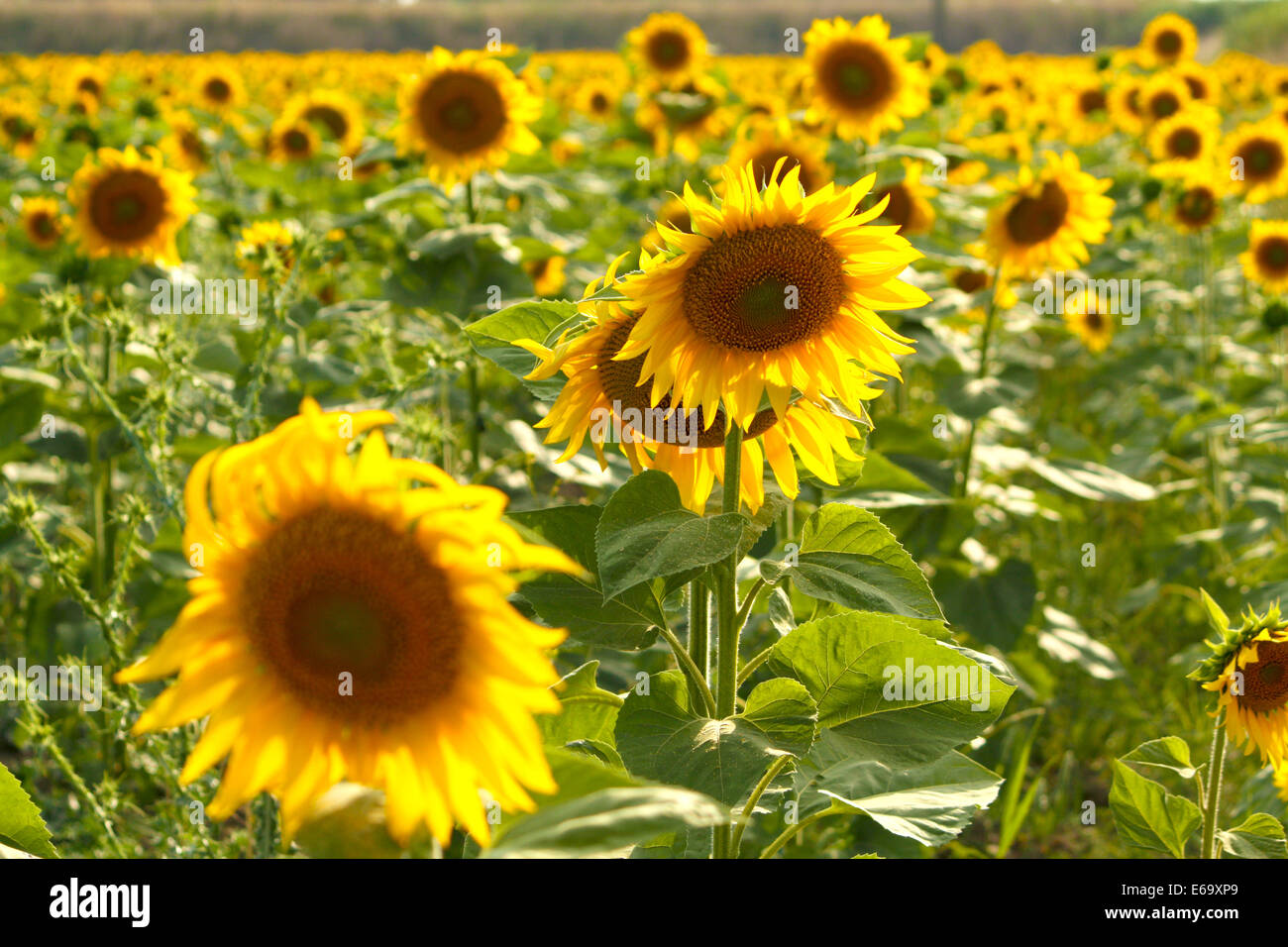 Sunflower seeds corolla hi-res stock photography and images - Alamy