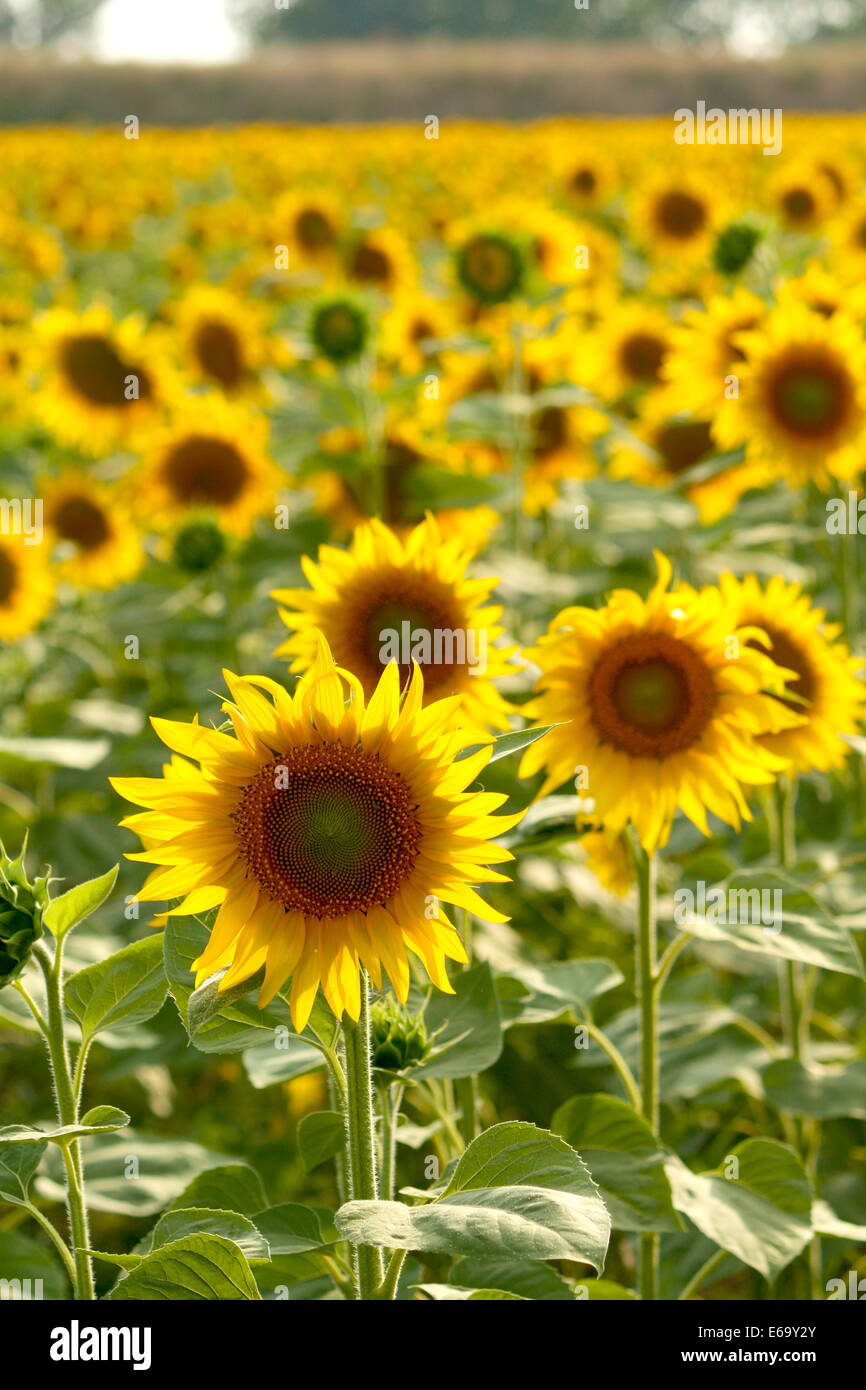 Sunflower seeds corolla hi-res stock photography and images - Alamy
