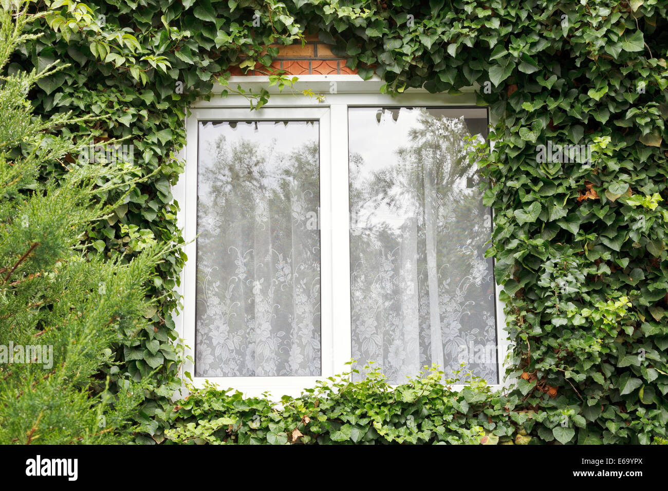 green ivy around new window in country house Stock Photo - Alamy