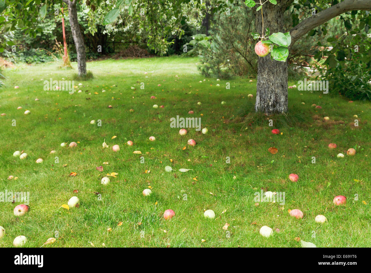 ripe apples lie on green lawn under apple tree in summer Stock Photo ...