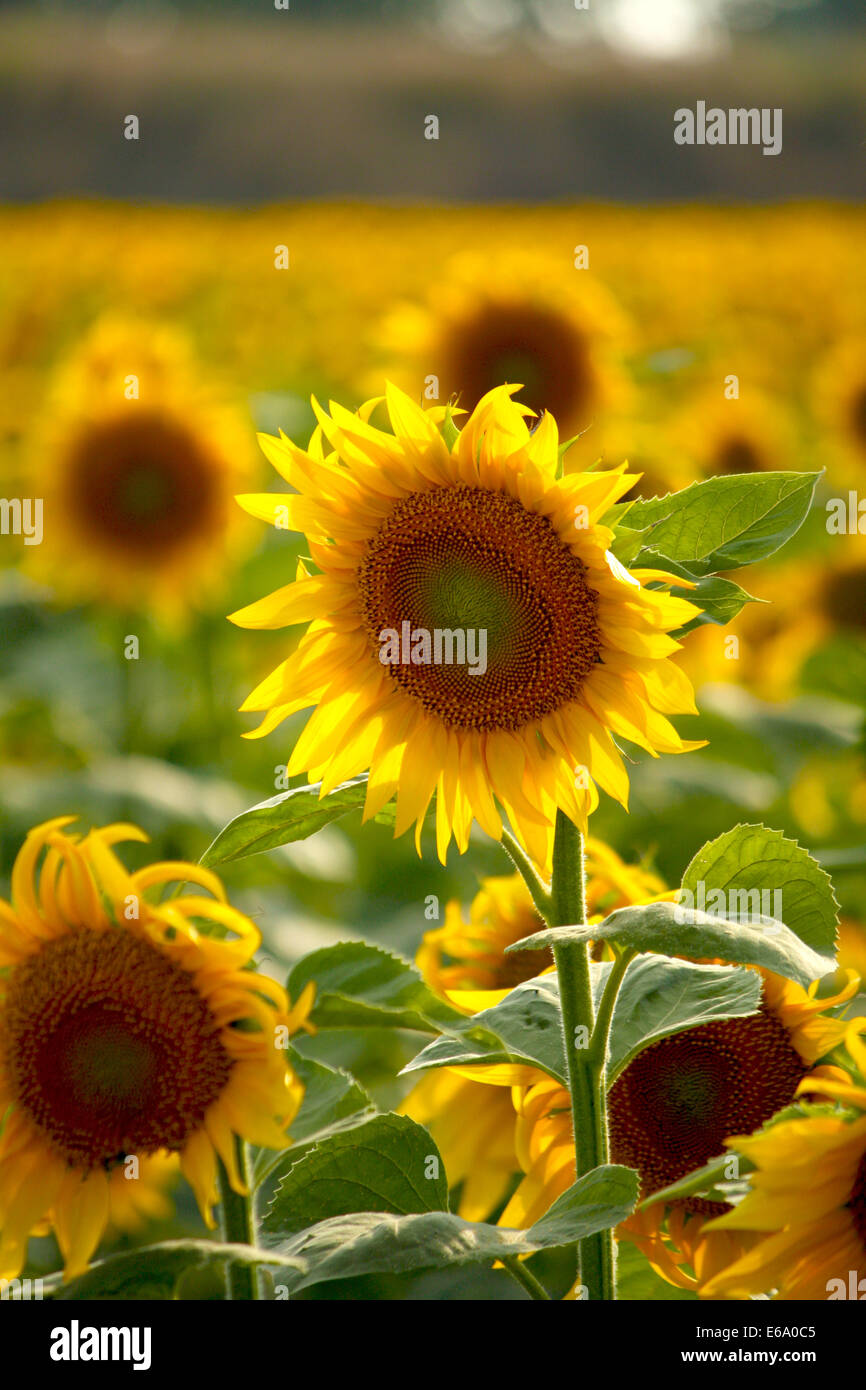 Sunflower seeds corolla hi-res stock photography and images - Alamy