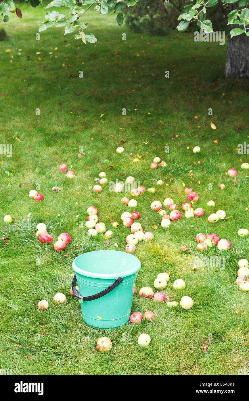 picking apple harvest in bucket in fruit orchard in summer day Stock ...