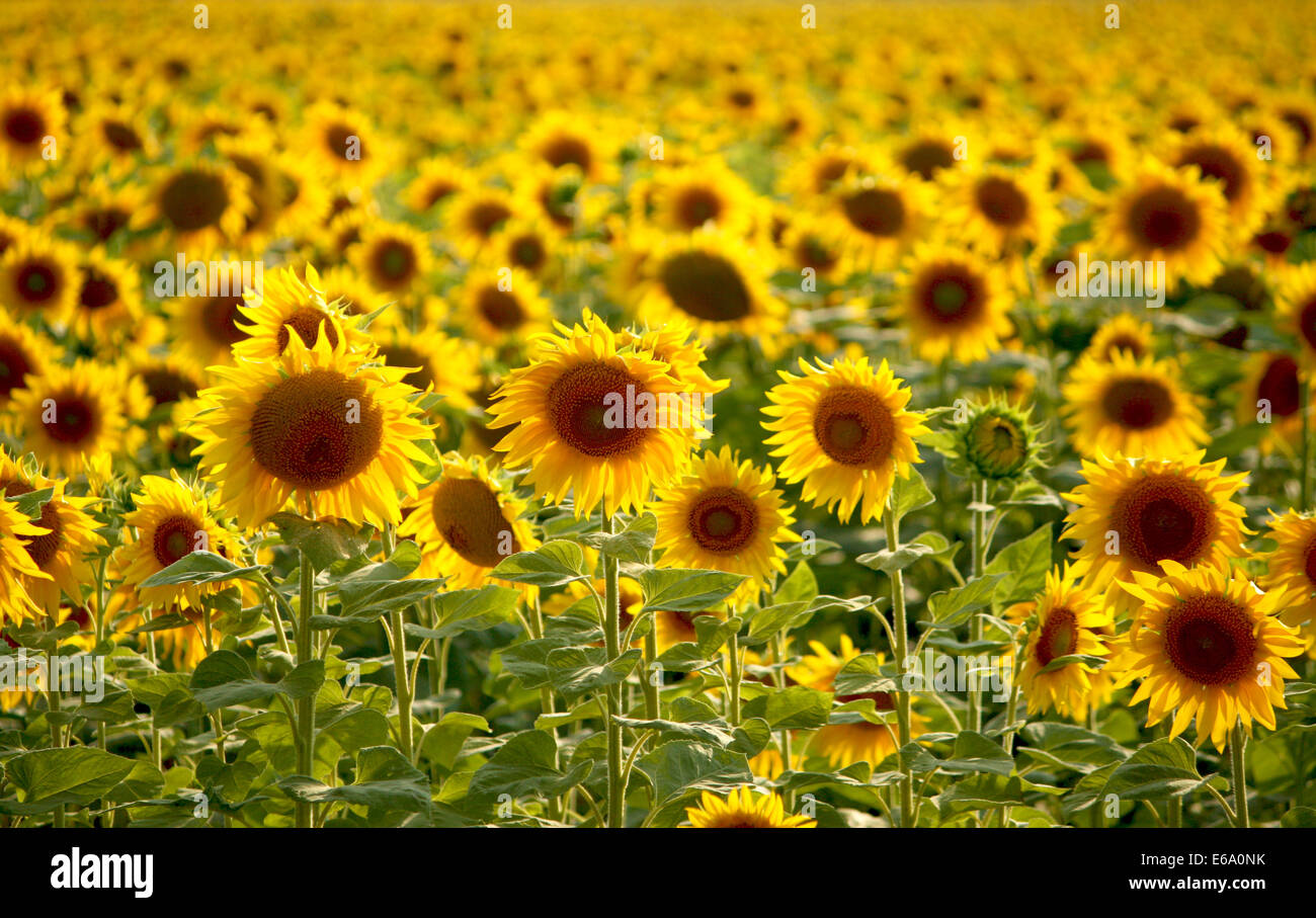 Sunflower seeds corolla hi-res stock photography and images - Alamy