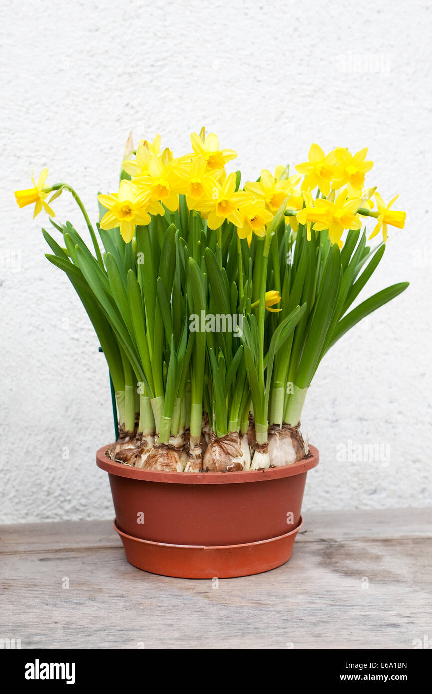 Potted daffodil plant hi-res stock photography and images - Alamy