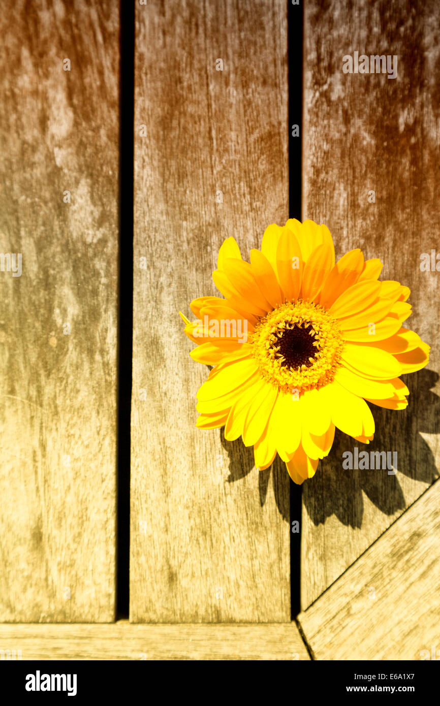A yellow flower on a wood background, creative abstract, UK Stock Photo ...
