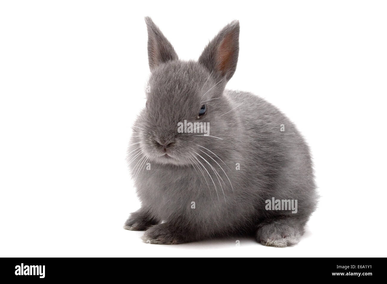 Rabbit no fur Cut Out Stock Images & Pictures - Alamy