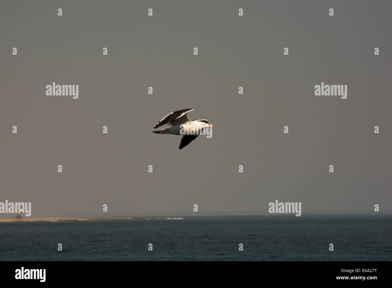 Kelp Gull or Cape Gull flying over Walvis Bay in Namibia. Eine ...