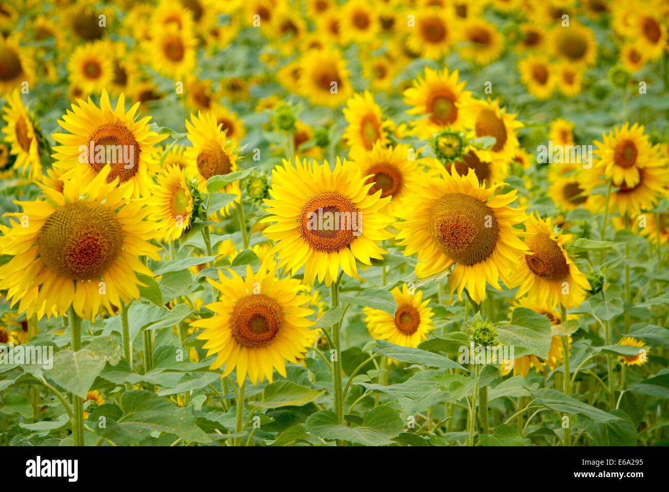 Sunflower seeds corolla hi-res stock photography and images - Alamy