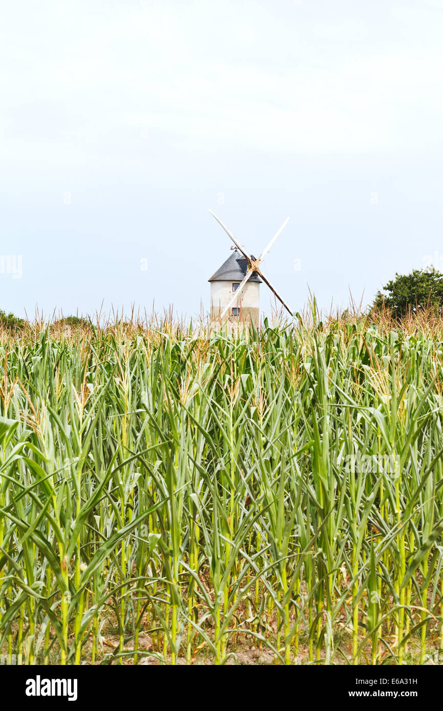 Windmill in cornfield hi-res stock photography and images - Alamy