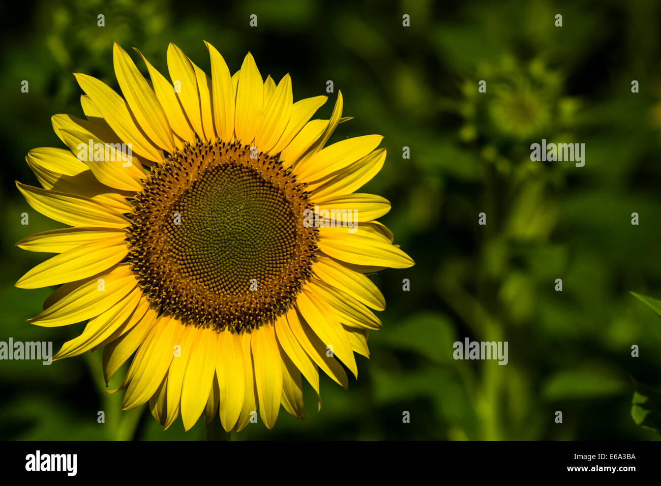 Single flower in land hi-res stock photography and images - Alamy