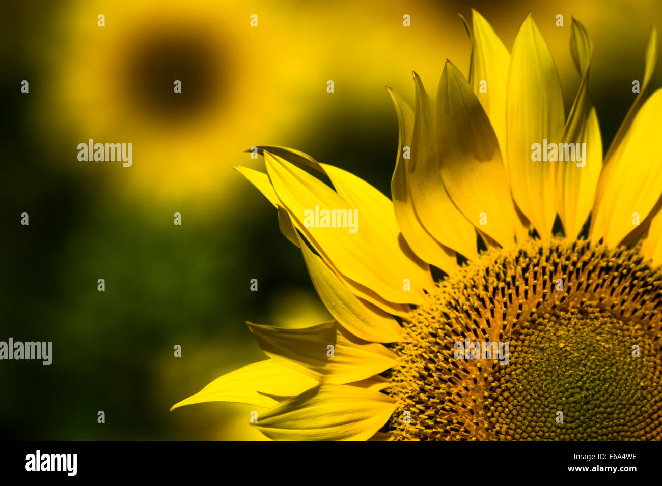 Daisy sunflower natural green hi-res stock photography and images - Alamy