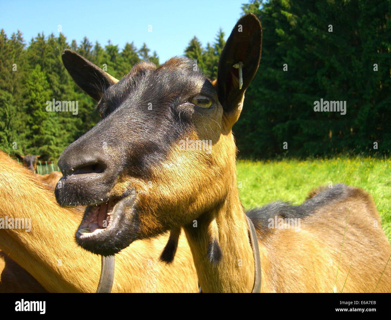 Bleat High Resolution Stock Photography and Images - Alamy