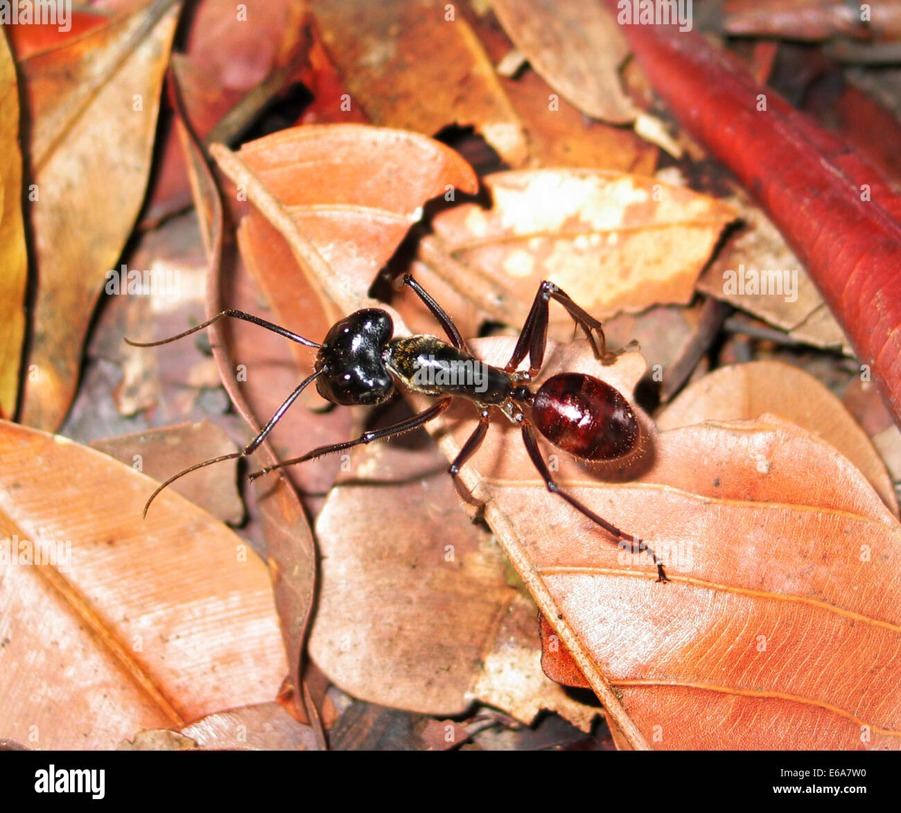 Ants running hi-res stock photography and images - Alamy