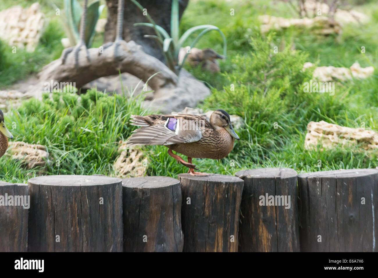 Beautiful duck ready to jump in water Stock Photo - Alamy