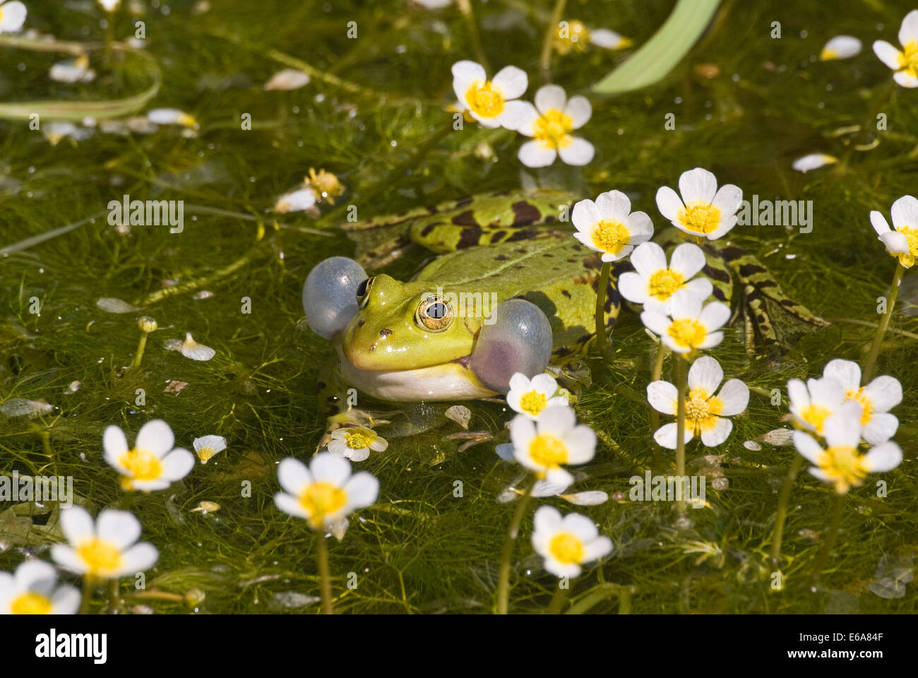 Very Vocal High Resolution Stock Photography and Images - Alamy