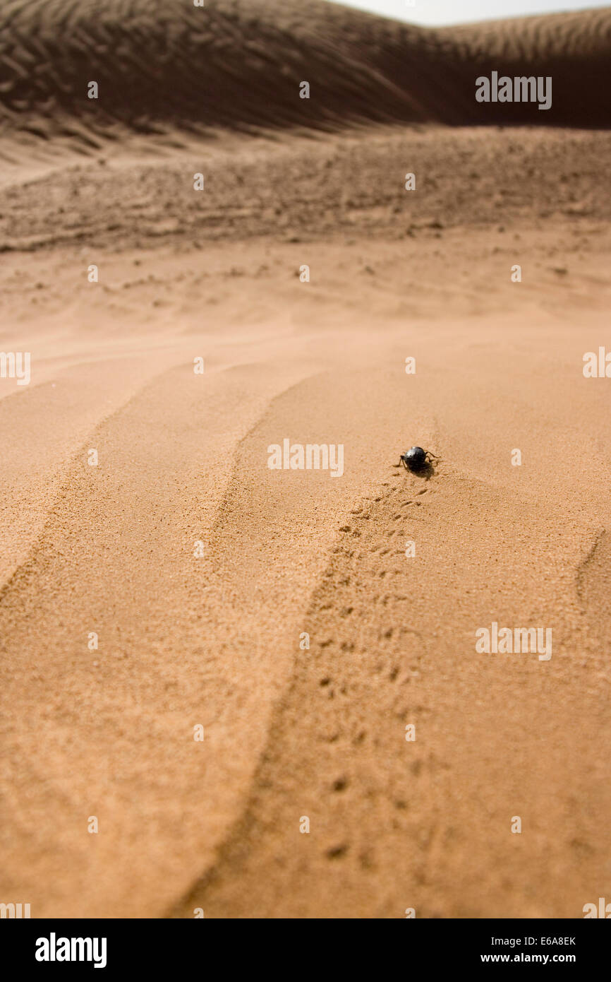 Sand Scarab Beetle High Resolution Stock Photography and Images - Alamy