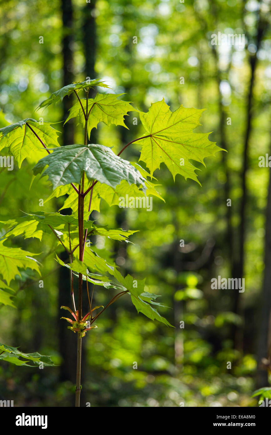Sycamore Sapling High Resolution Stock Photography and Images - Alamy