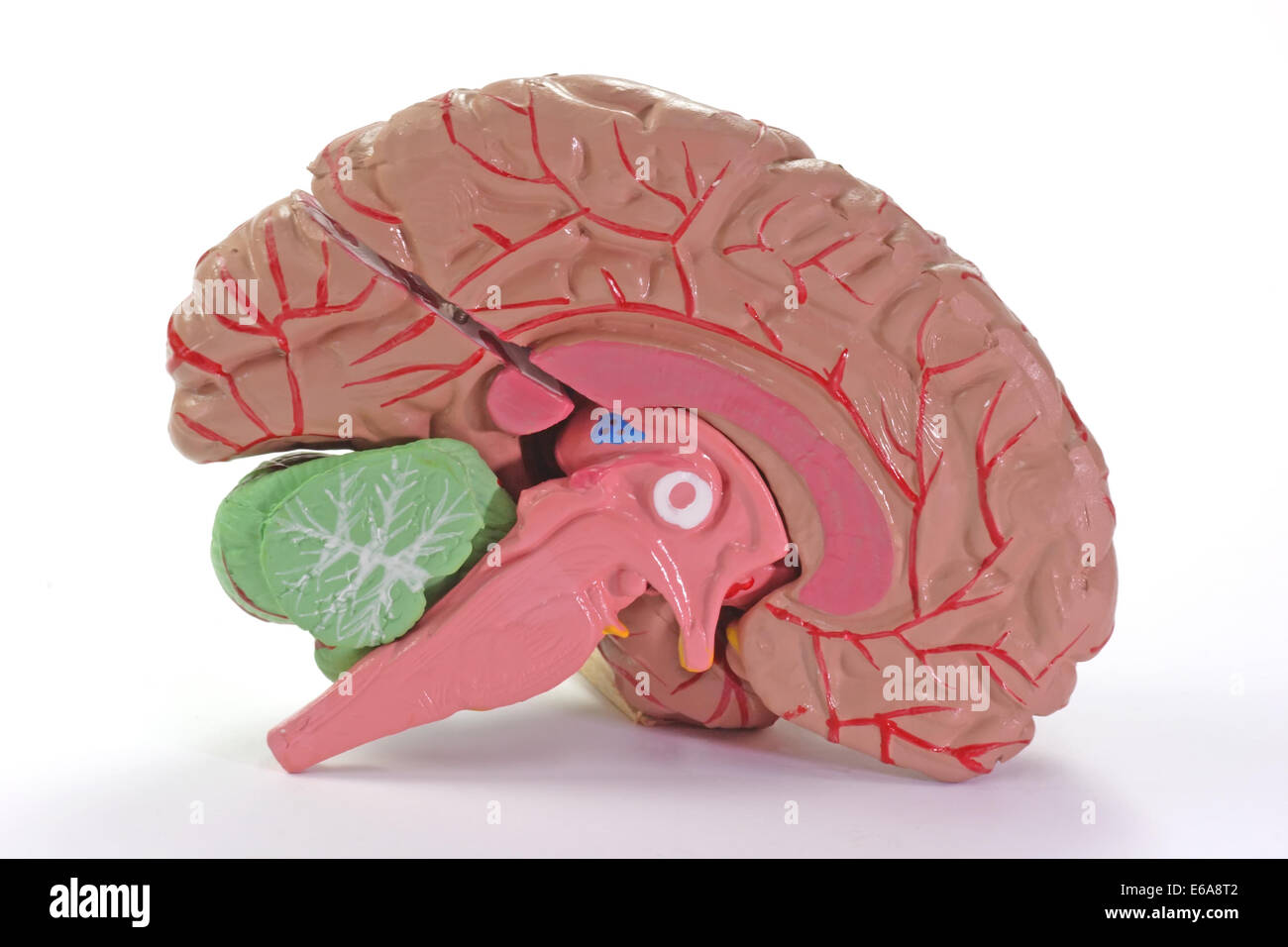 brain,organ Stock Photo, Royalty Free Image: 72755874 - Alamy
