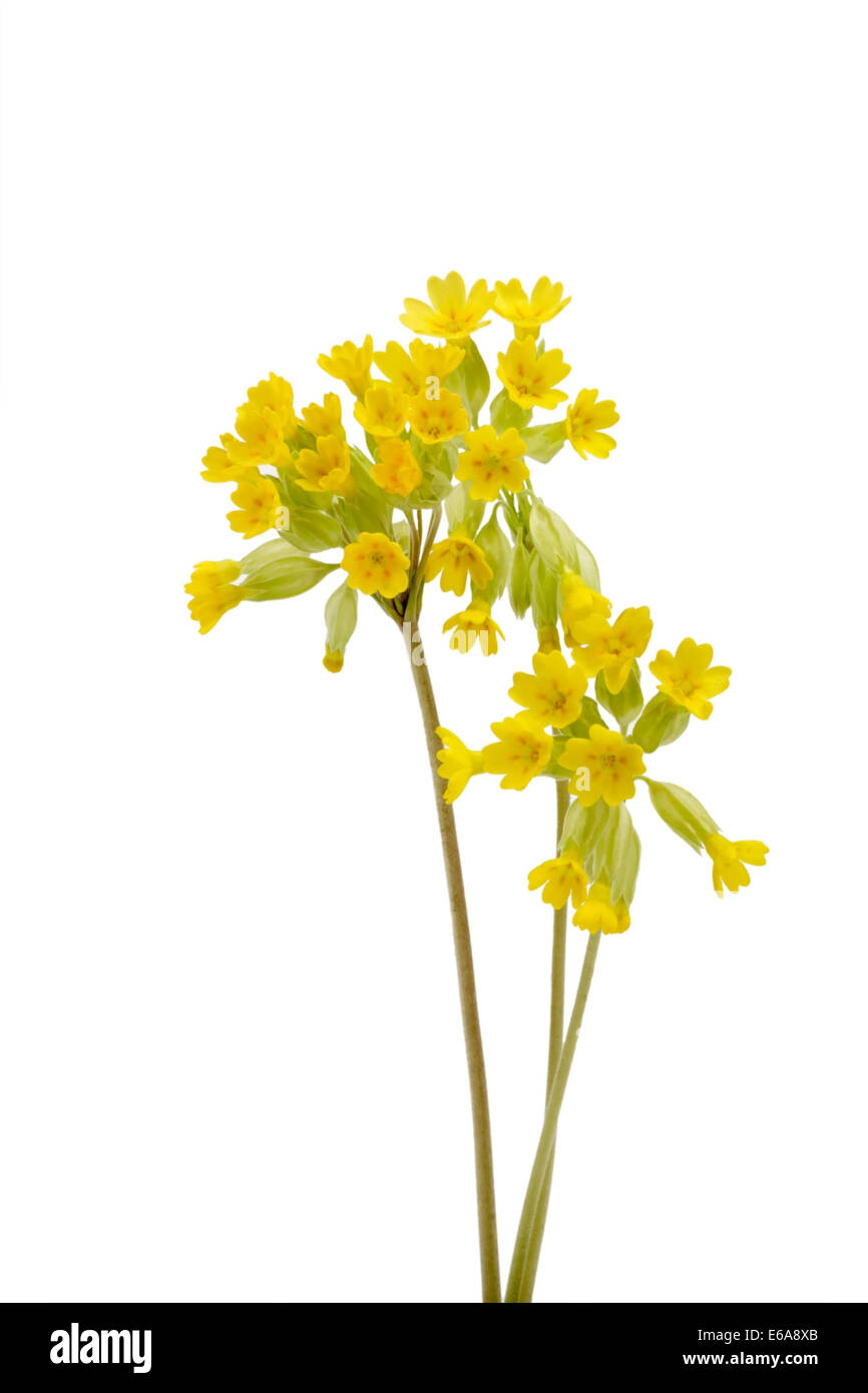 Flower flowers meadow colours Cut Out Stock Images & Pictures - Alamy