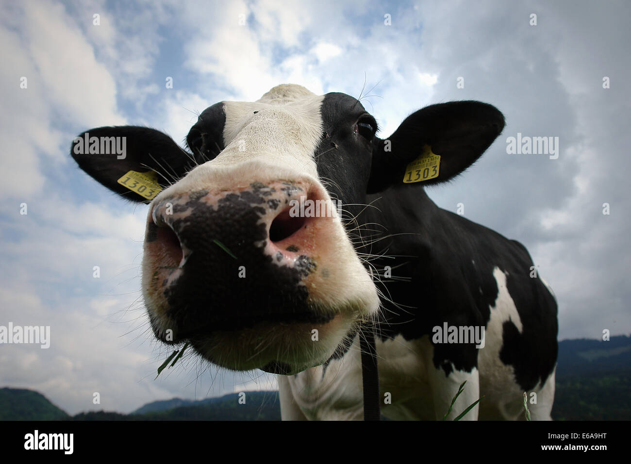Cows mouth hi-res stock photography and images - Alamy