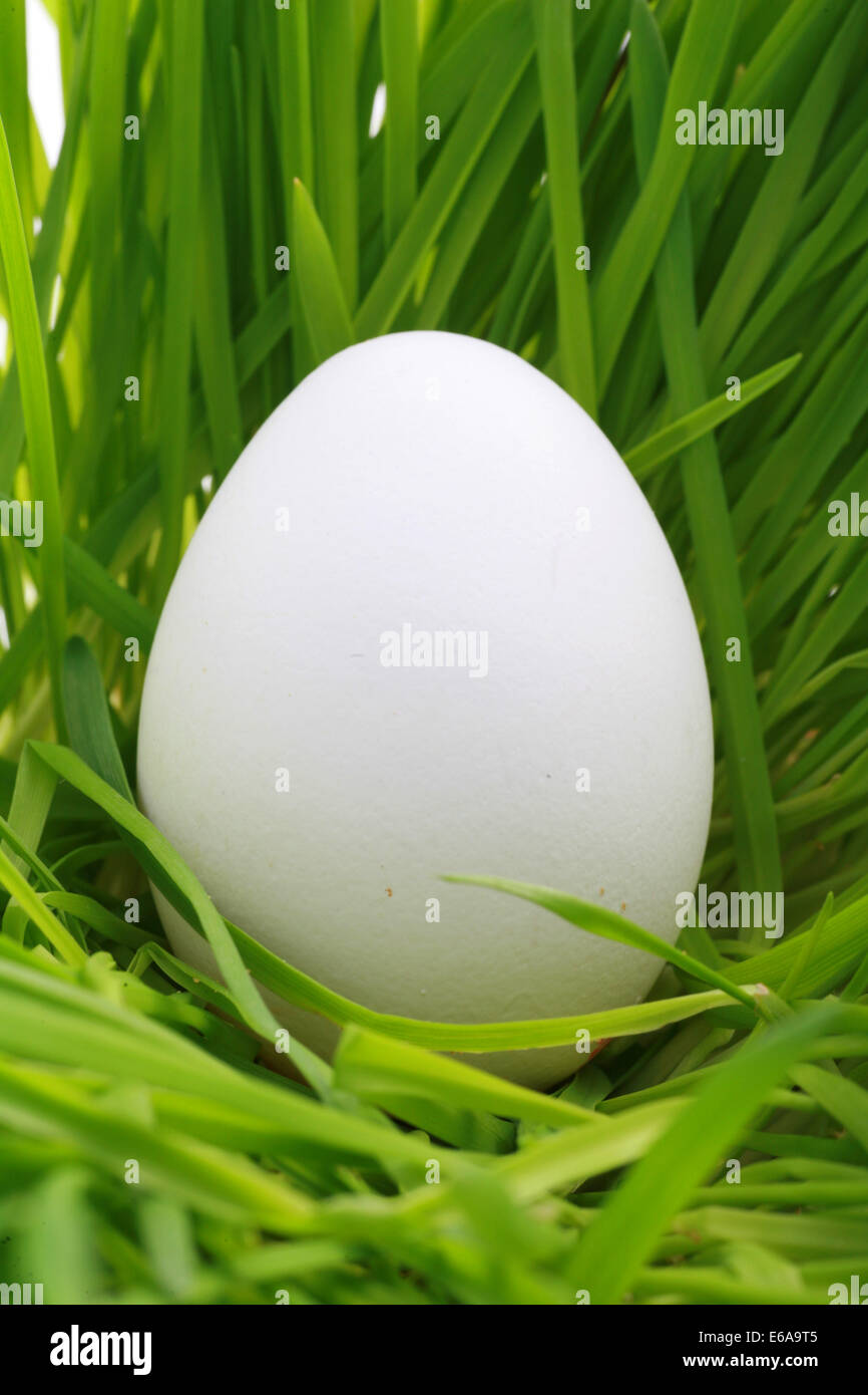 grass,egg,chicken egg,egg mass Stock Photo - Alamy