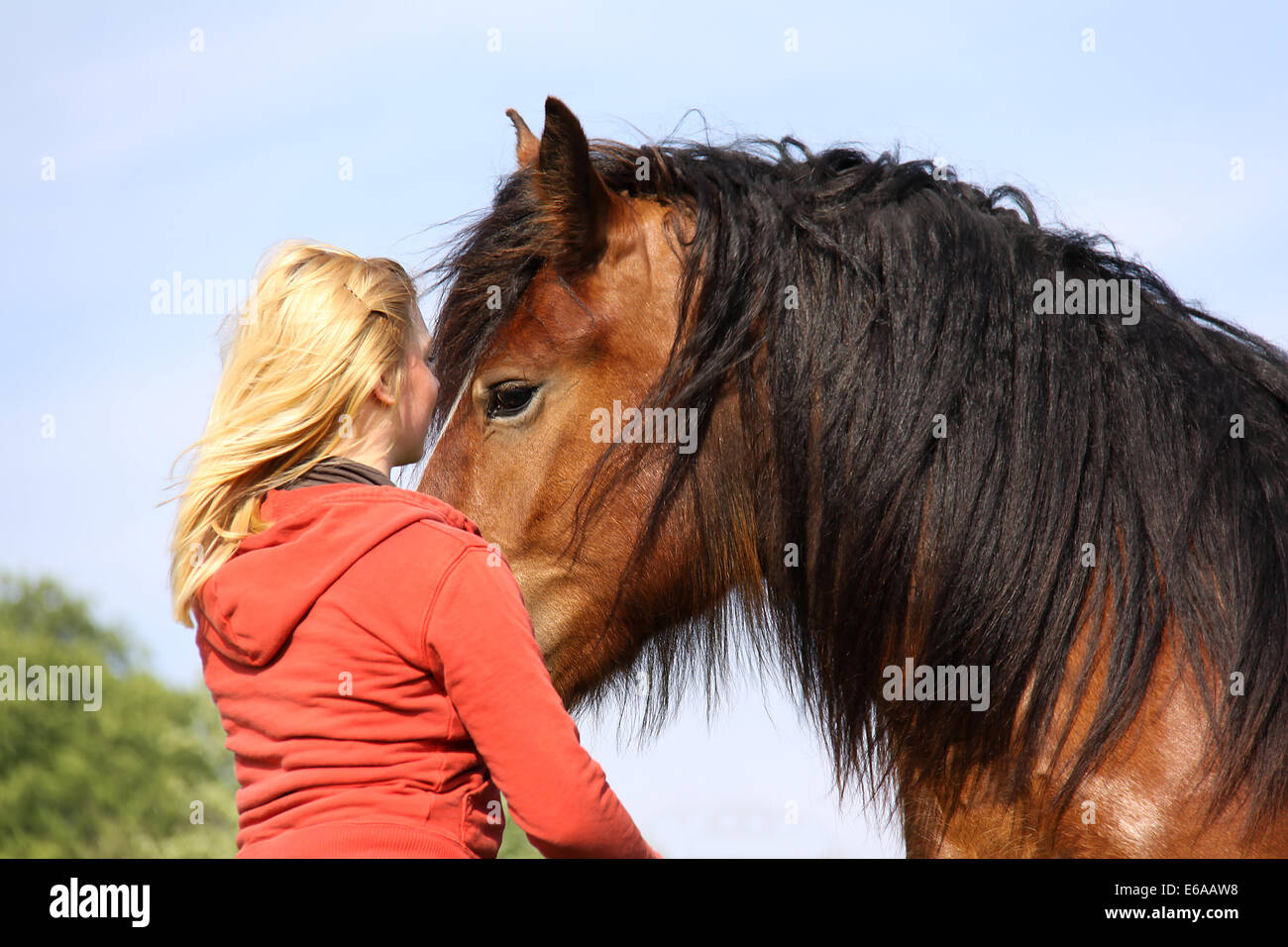 Draft Horse Rear View High Resolution Stock Photography and Images - Alamy