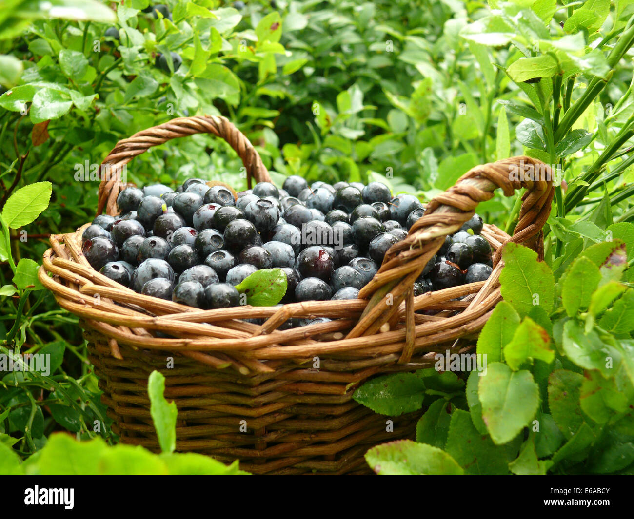 Berry bushs hi-res stock photography and images - Alamy