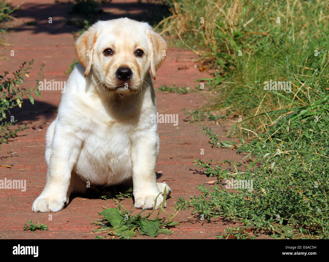 happy yellow labrador puppy sitting in the garden Stock Photo - Alamy