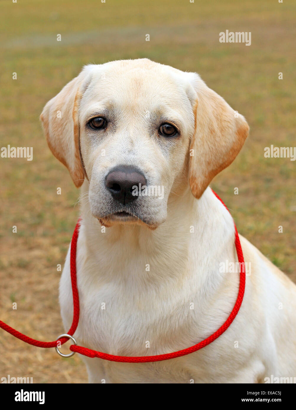 Labrador summer sitting hi-res stock photography and images - Alamy