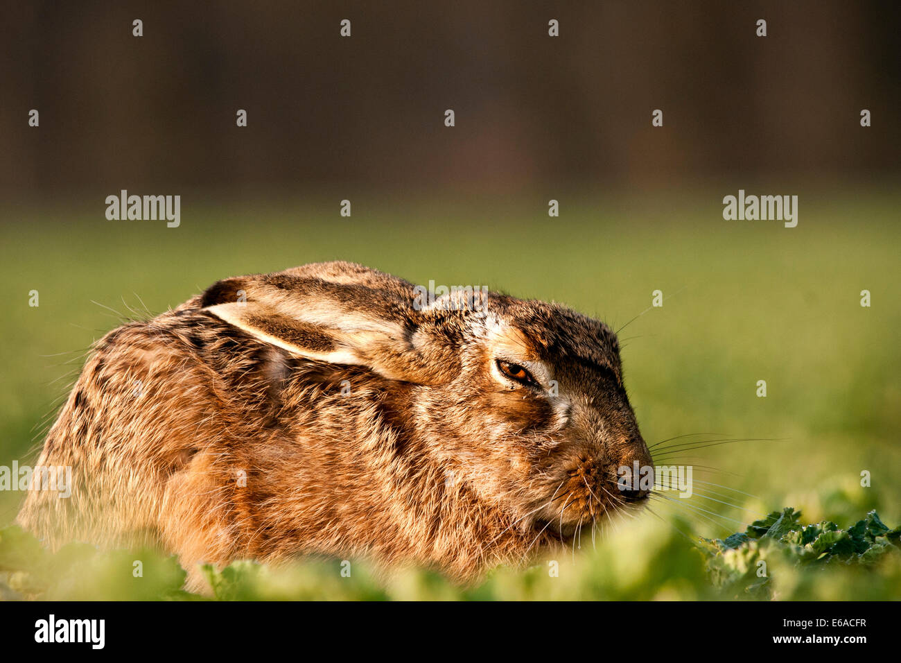 Spring Hare Sleeping