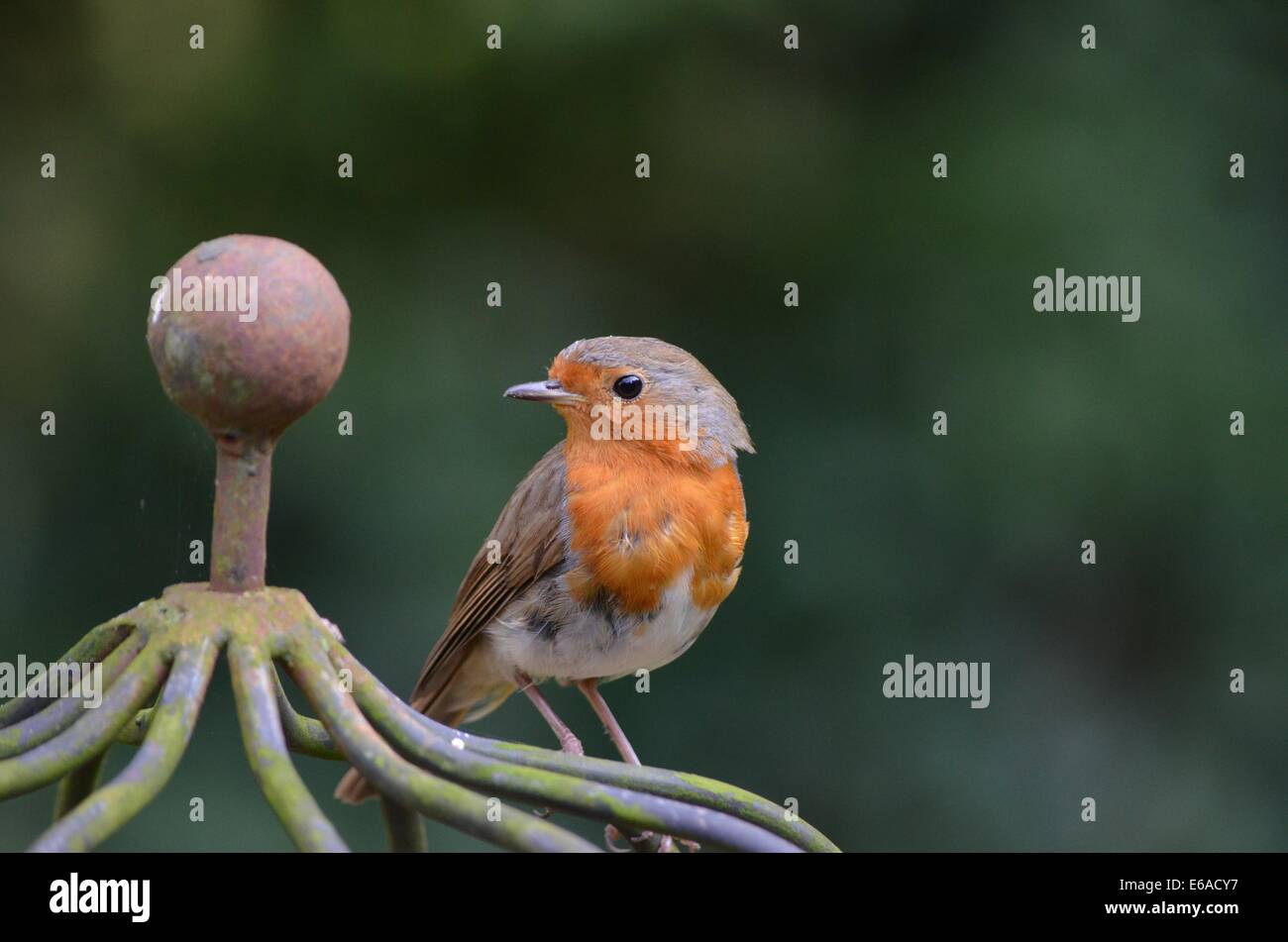 Old world bird hi-res stock photography and images - Alamy