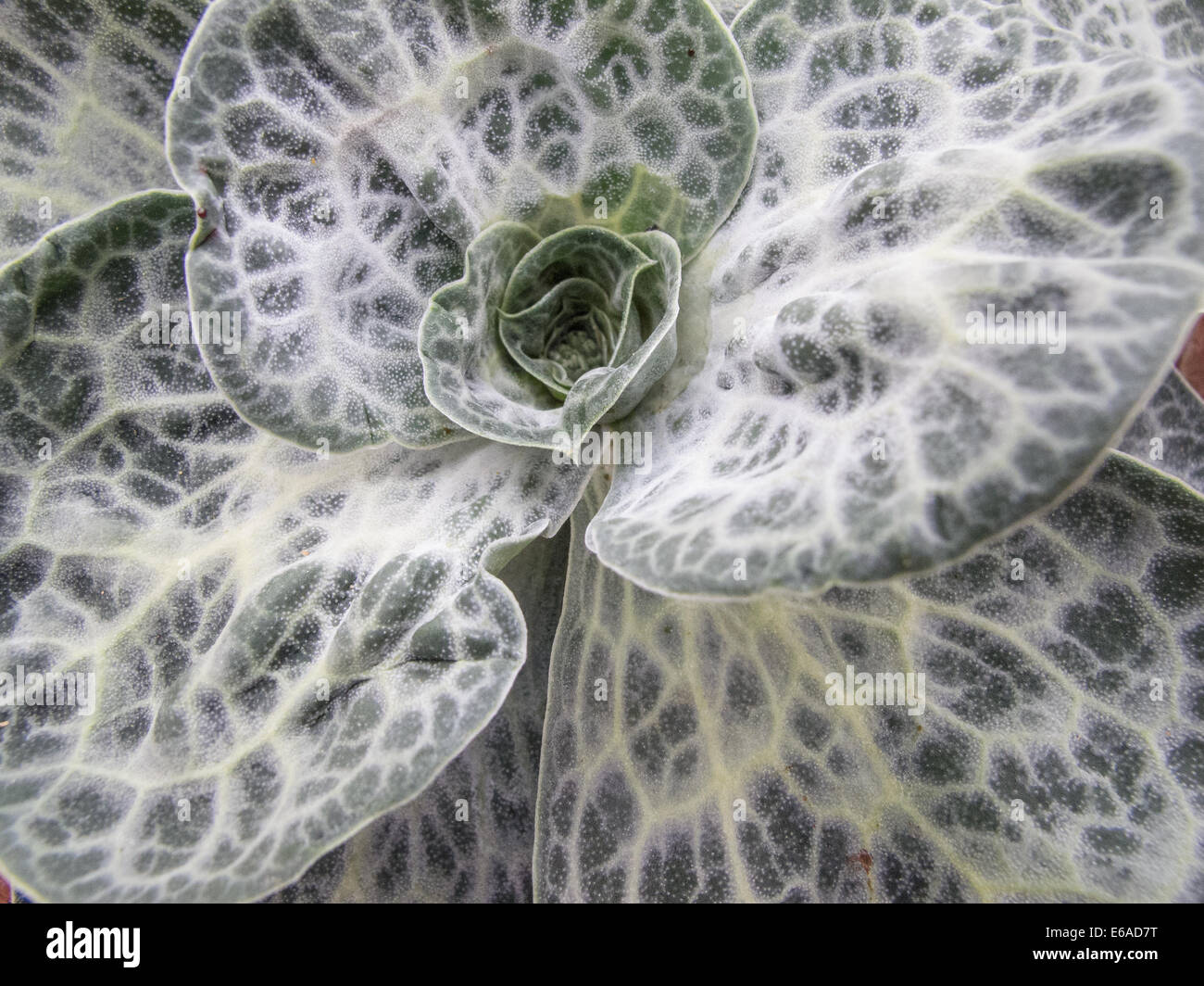 Rosette basal leaves hi-res stock photography and images - Alamy