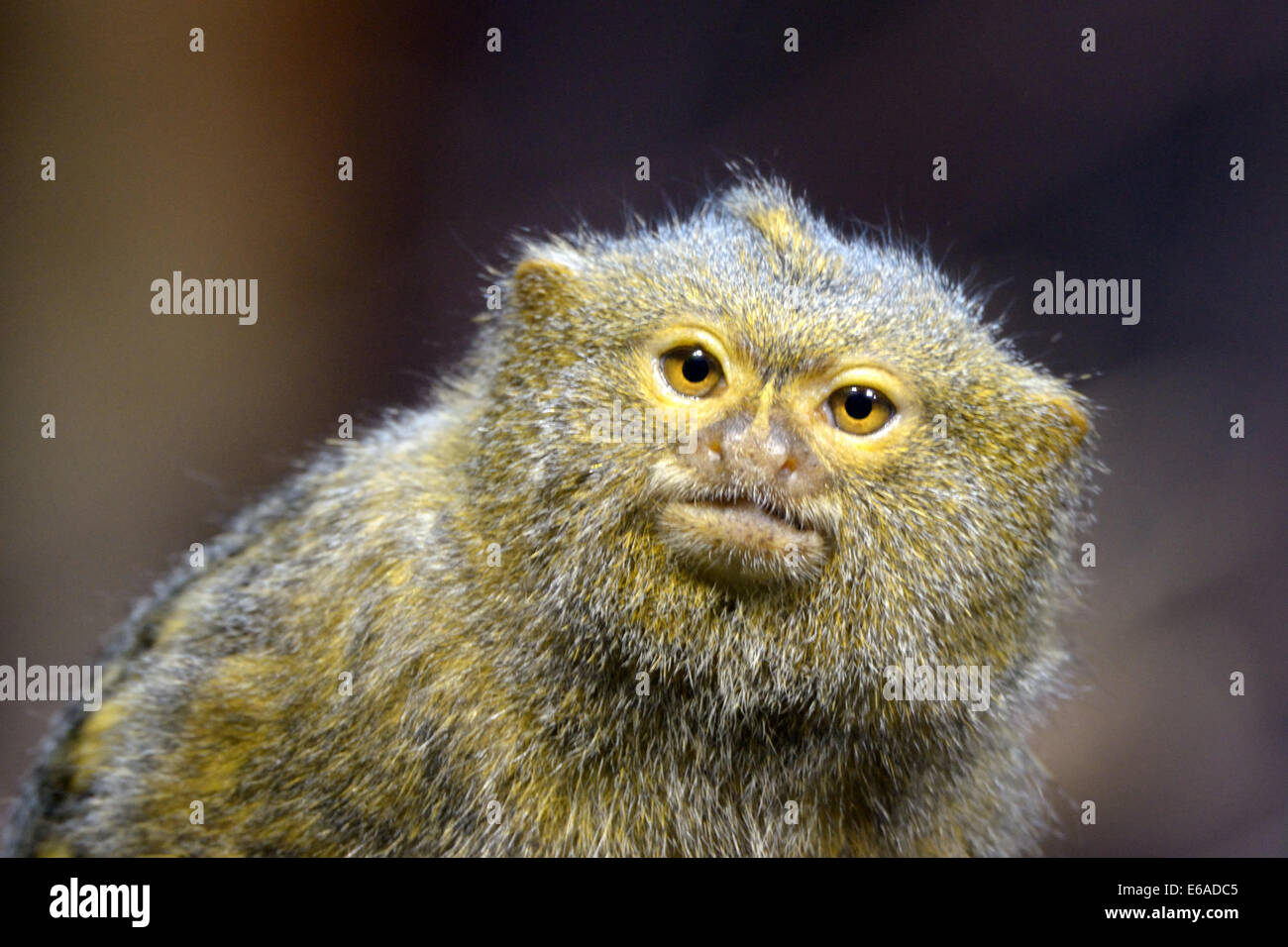 Pygmy Marmoset Monkeys Pets