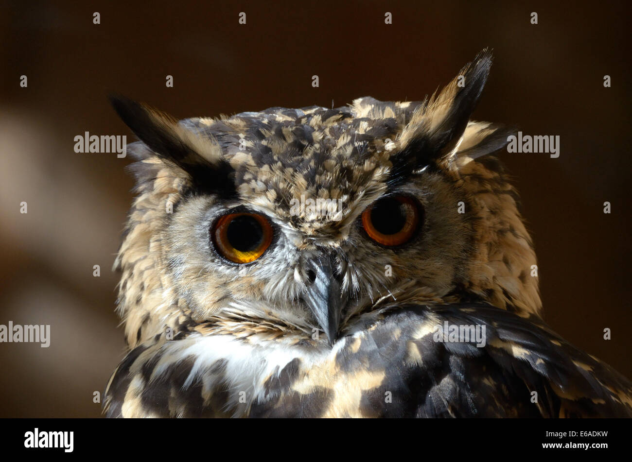 Cape eagle owl bubo capensis hi-res stock photography and images - Alamy