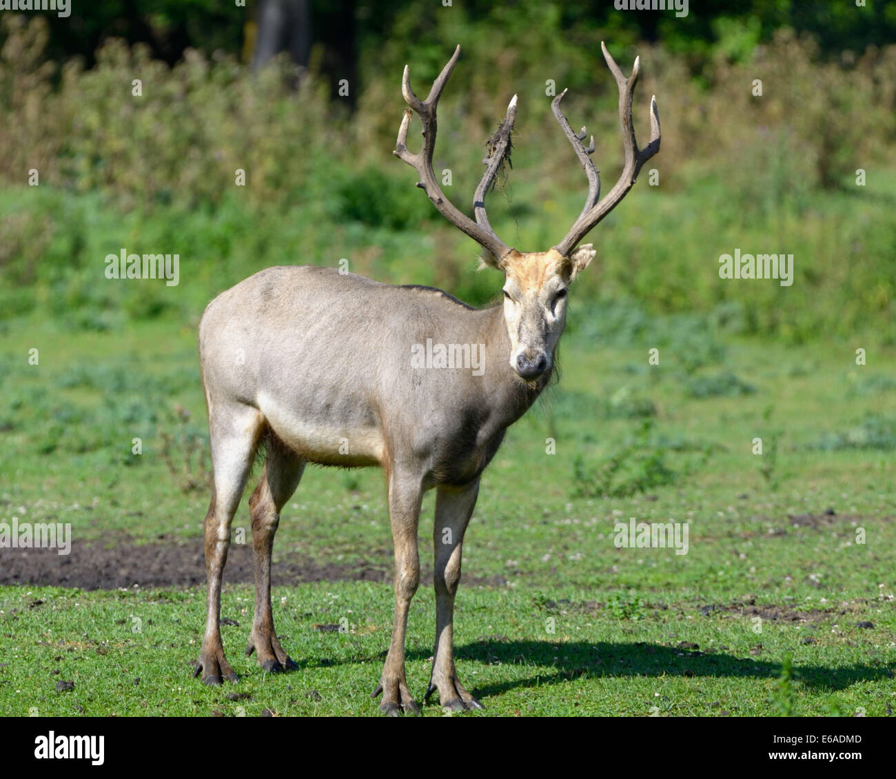 Pere David's deer (Elaphurus davidianus), also known as the milu Stock ...