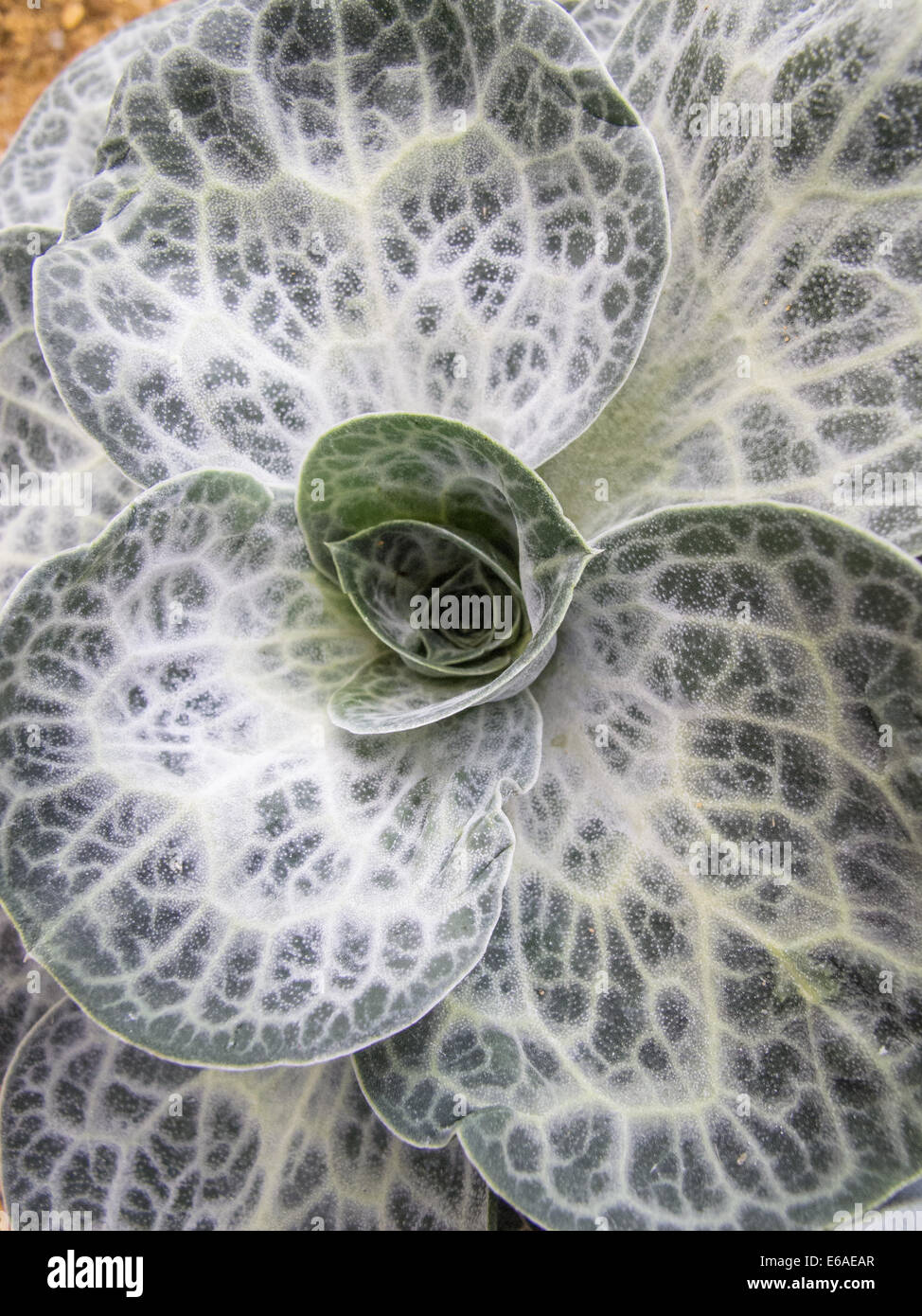 Basal branching hi-res stock photography and images - Alamy