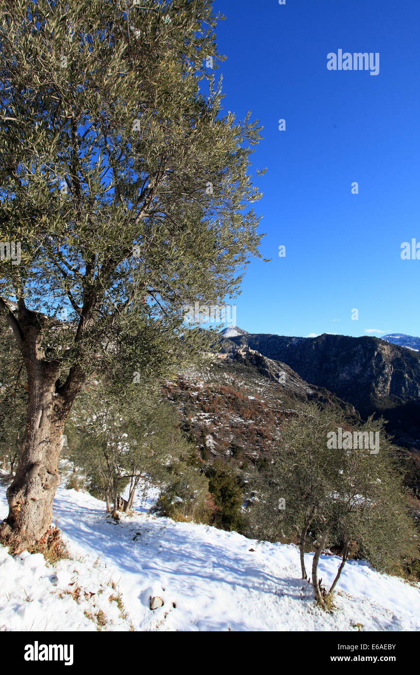 Olive tree field hi-res stock photography and images - Alamy