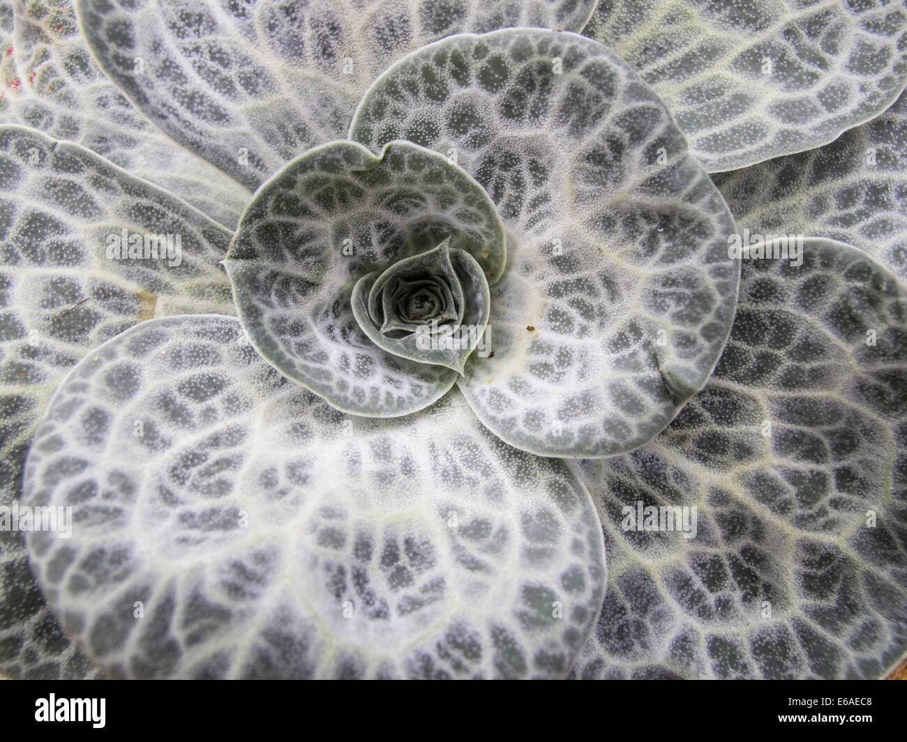Rosette basal leaves hi-res stock photography and images - Alamy