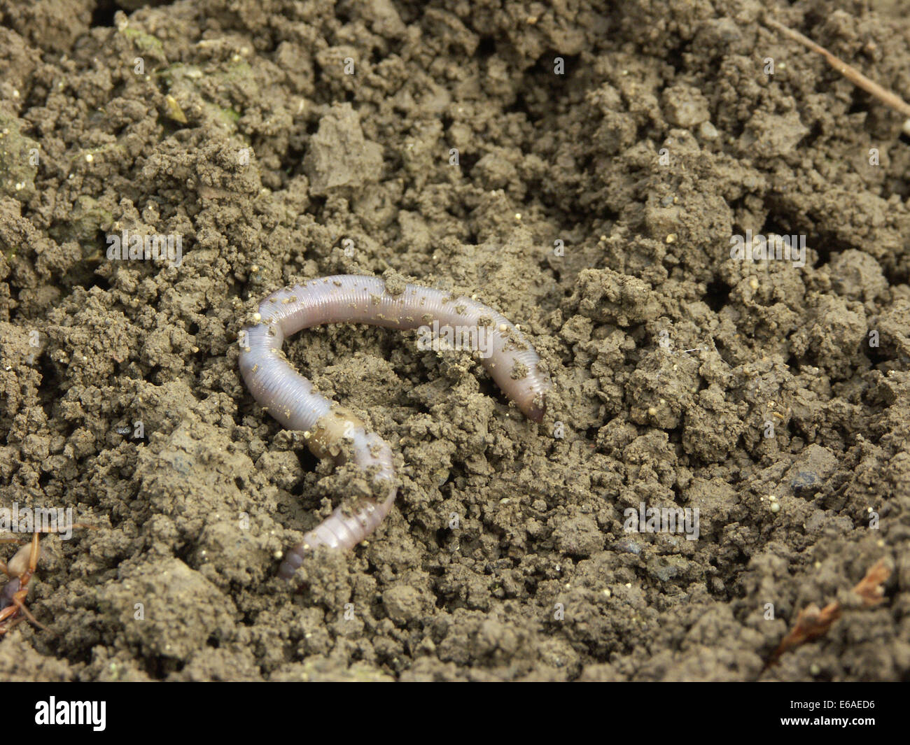 Worms And Mollusk High Resolution Stock Photography and Images - Alamy