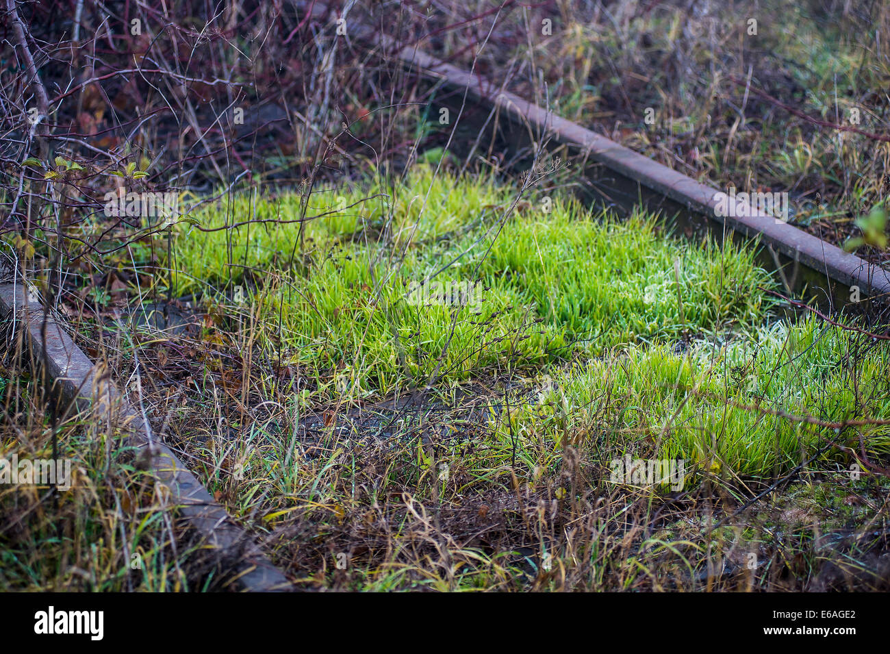 Rarely using overgrown single track railway hi-res stock photography and images - Alamy