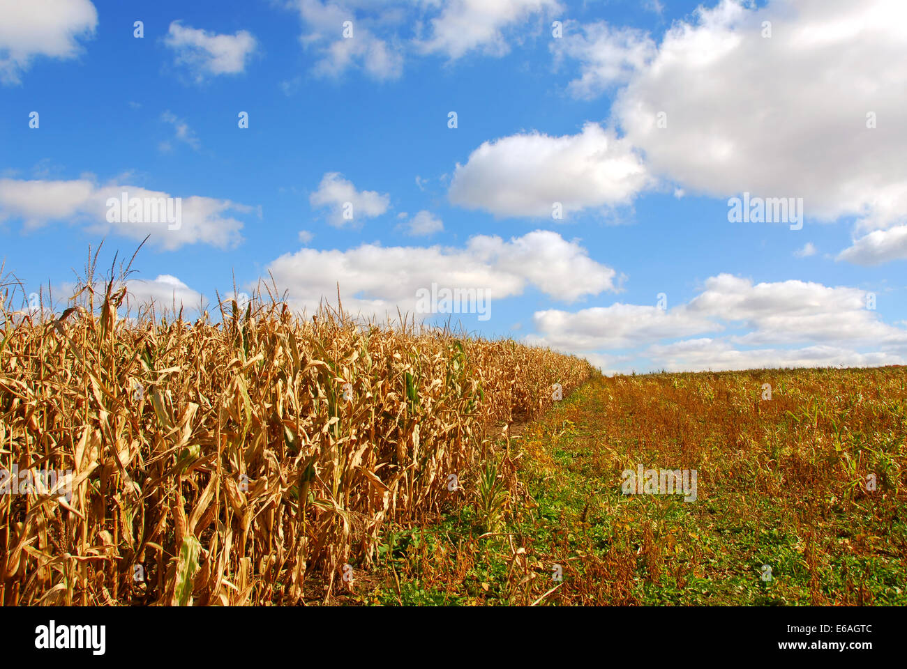 Agriculture maize crop field outbuilding hi-res stock photography and ...