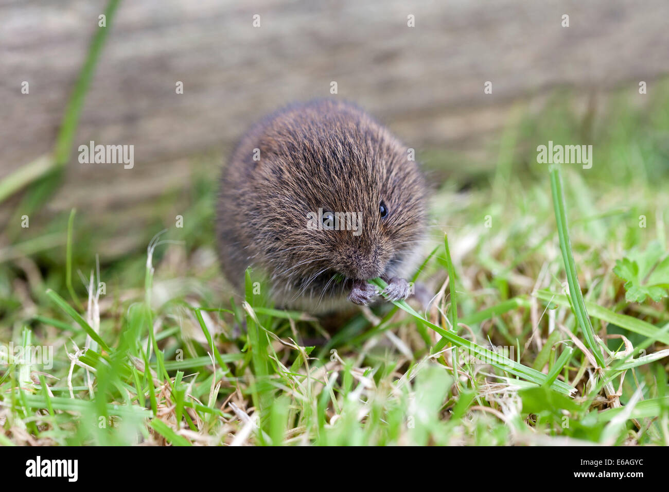 Voles in garden uk hi-res stock photography and images - Alamy