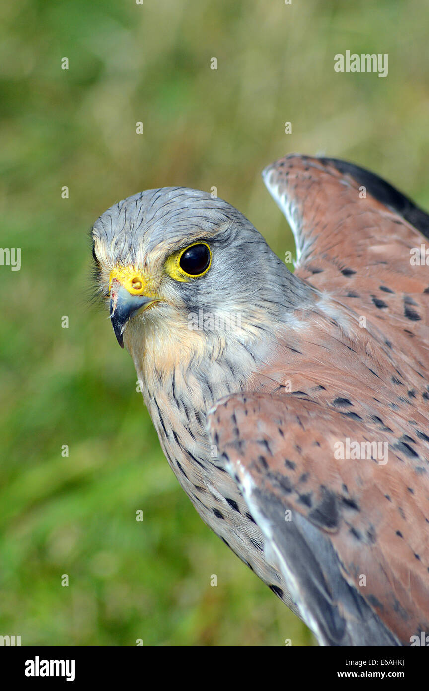 A kestrel , wing partly stretched , side on portrait view Stock Photo ...