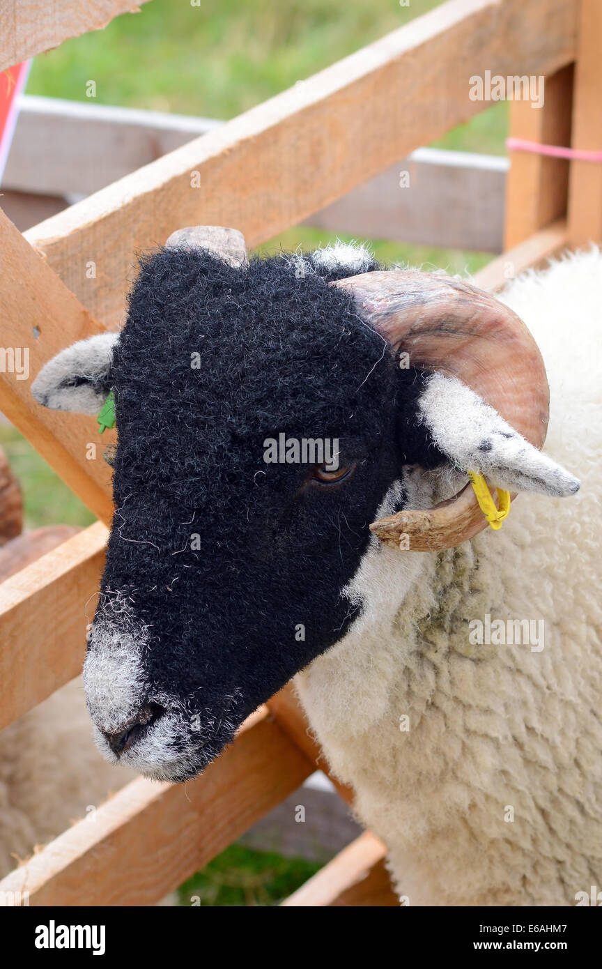 Portrait sheep head in hi-res stock photography and images - Alamy