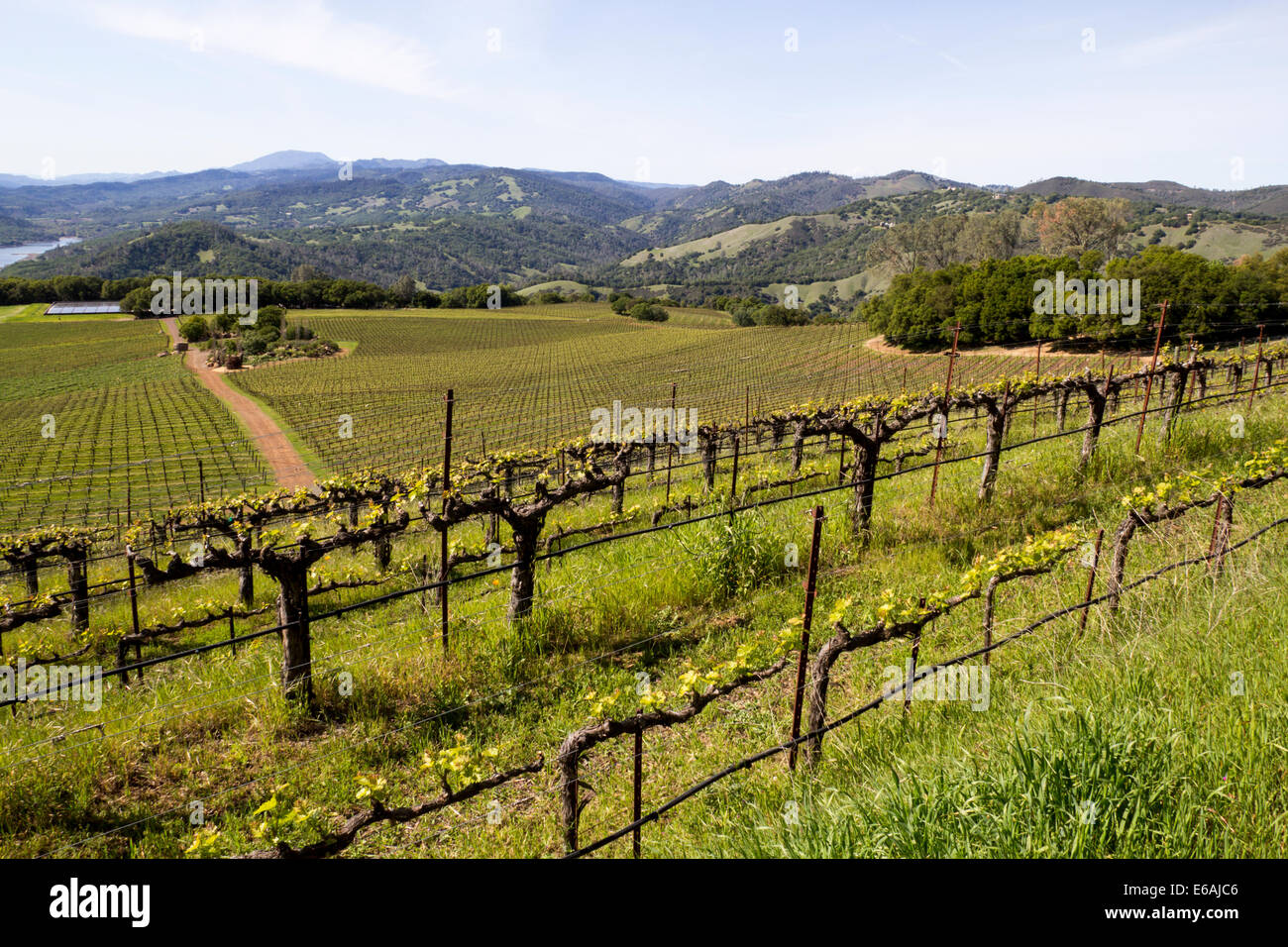 Grape ca hi-res stock photography and images - Alamy