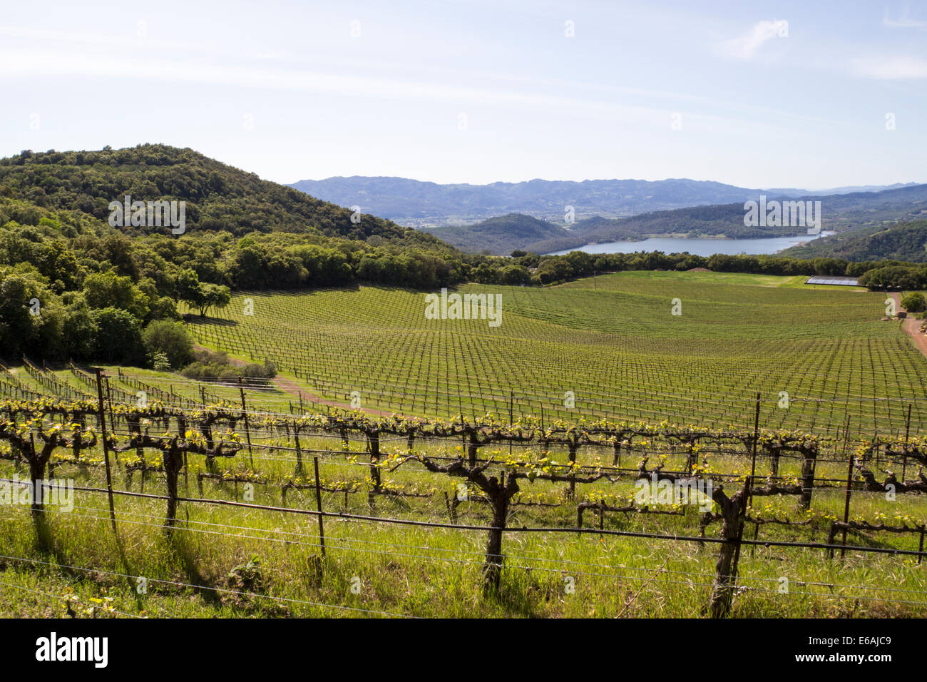 Cabernet Sauvignon grapes, grape vineyard, grape vineyards, vineyard ...