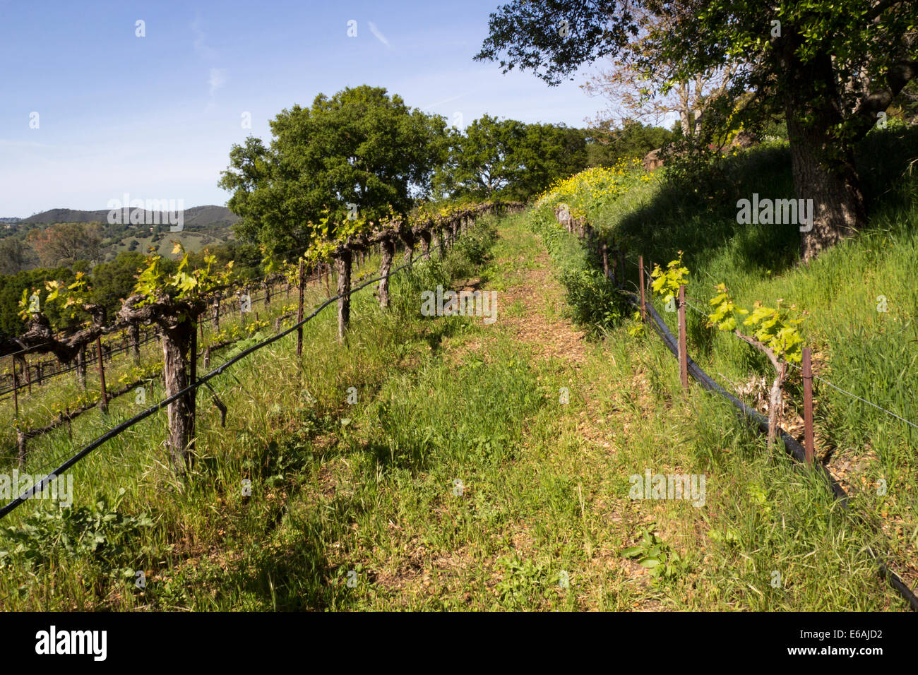 Cabernet Sauvignon grapes, grape vineyard, grape vineyards, vineyard ...