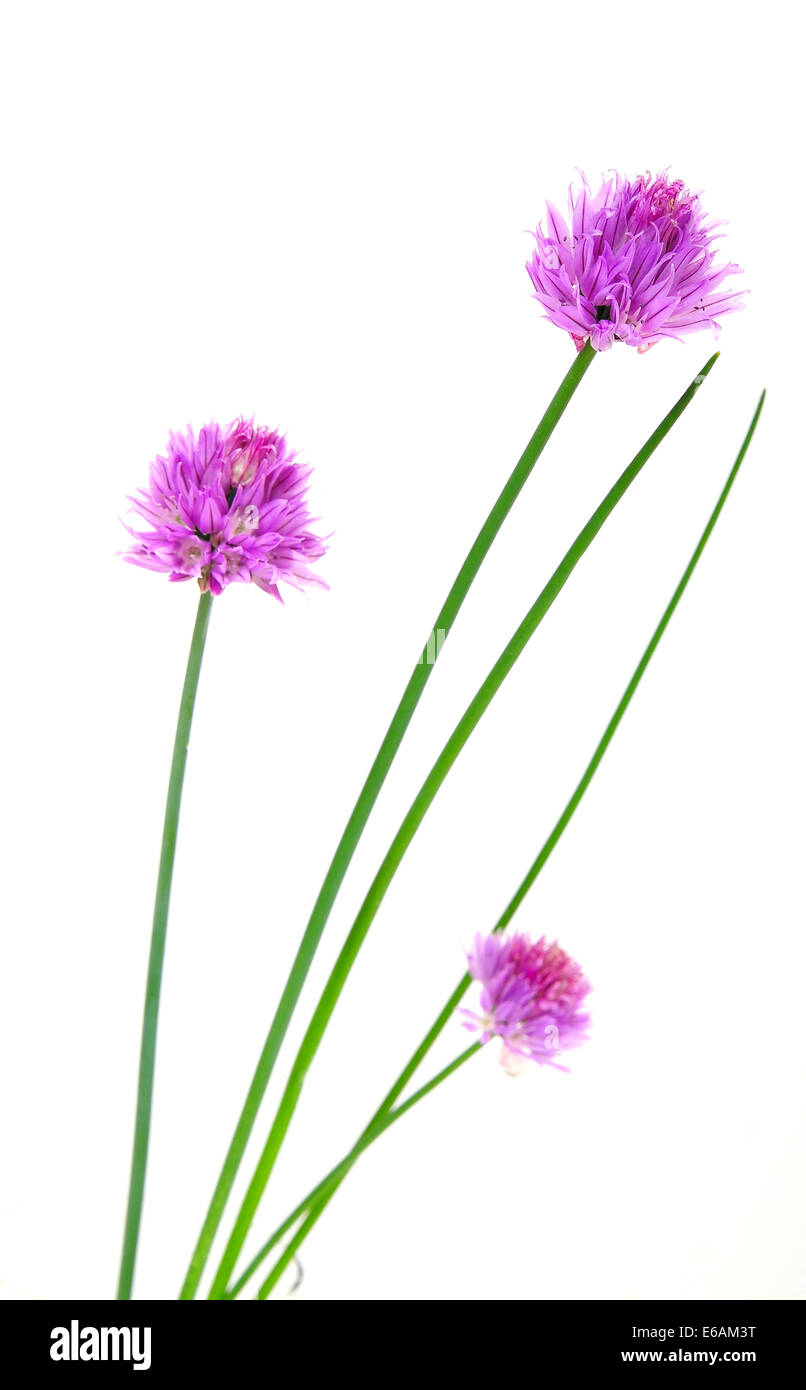 Chive stalks hi-res stock photography and images - Alamy