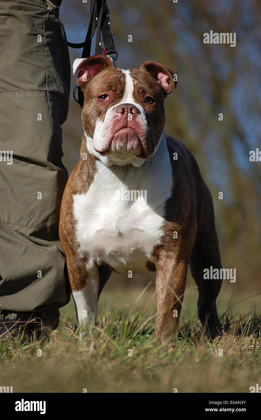 Tierportrat High Resolution Stock Photography and Images - Alamy