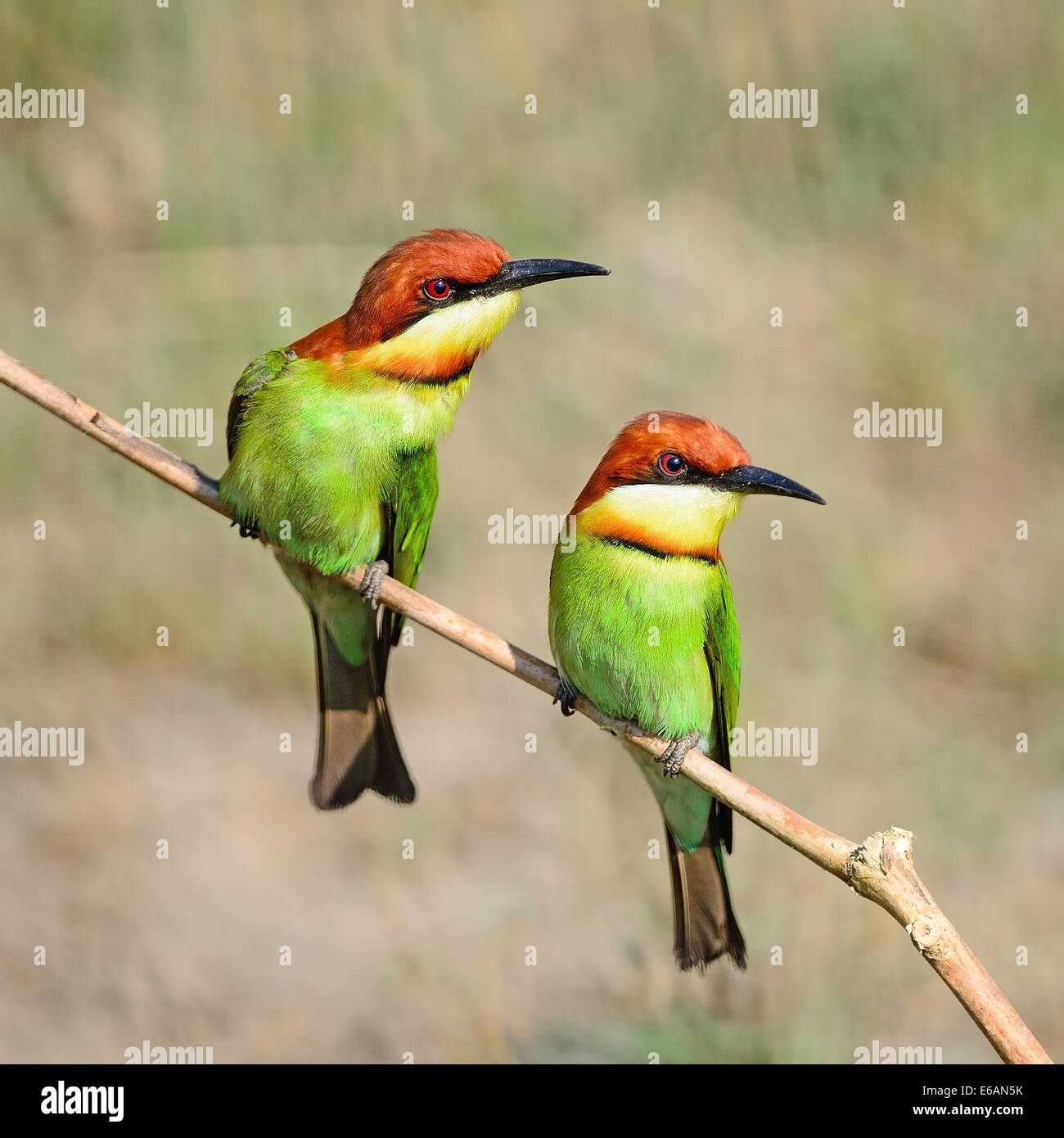 Colorful Bee-eater bird, Chestnut-headed Bee-eater (Merops leschenaulti ...